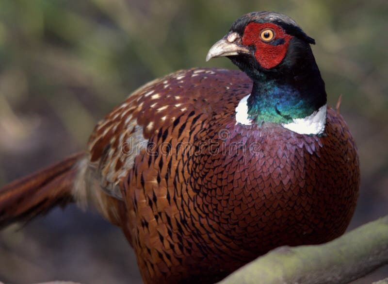 Zwarte Fazant stock foto. Image of kleurrijk, mutant, landelijk - 4189214