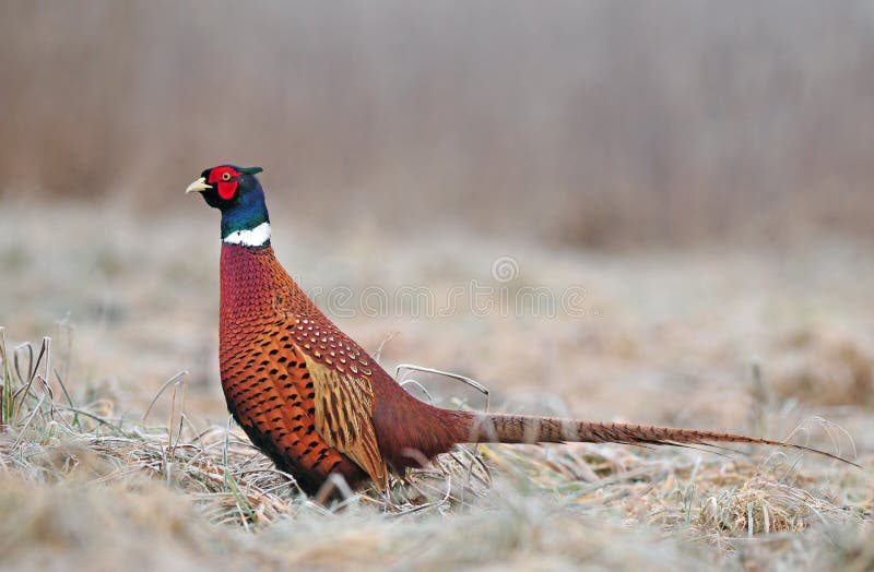 Wilde fazant stock foto. Image of staart, rood, mannetje - 58987216