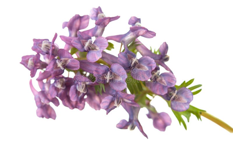 Wilde Frühlingsblumen stockbild. Bild von schönheit, recht - 32237793