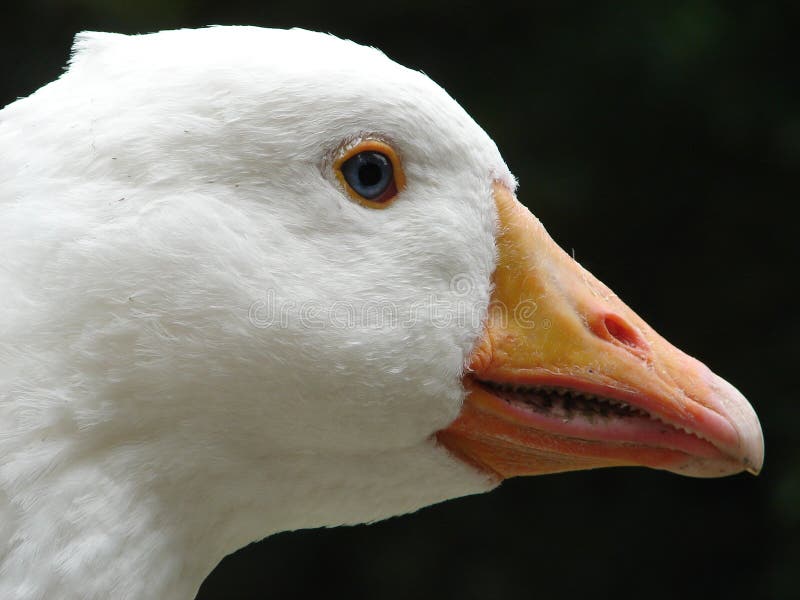 Wilde Gans stock afbeelding. Image of sinaasappel, ogen - 1255909