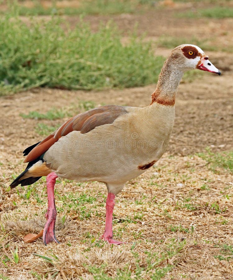 Wilde Gans stockfoto. Bild von wasser, ägyptisch, schwimmen - 89292566