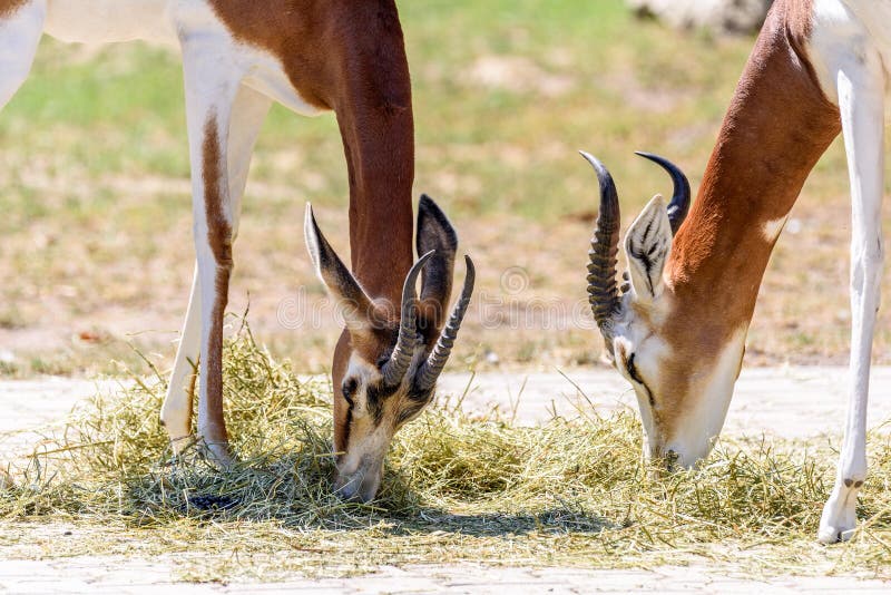 Wilde Gazellen Im Nationalpark Stockbild - Bild von afrika, kopf: 63796623