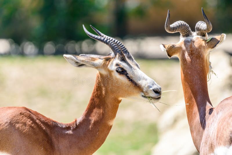 Wilde Gazellen Im Nationalpark Stockbild - Bild von afrika, kopf: 63796623