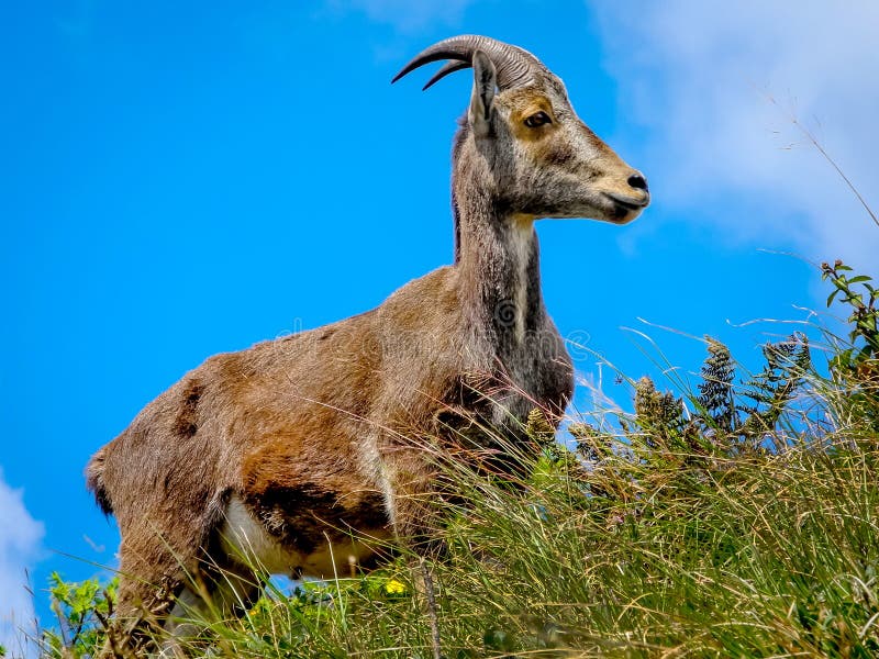 Wilde Geit in De Bergen Van Munnar, Kerala, India Stock Afbeelding ...