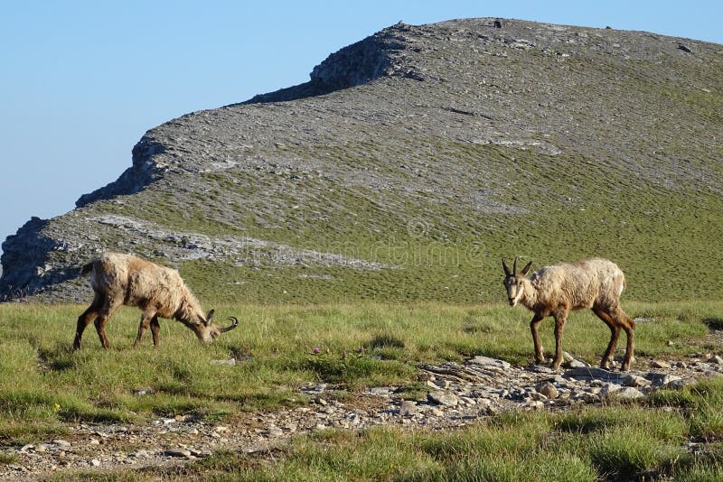 Wilde De Berggeiten Van De Familie In Woestijn Stock Foto - Afbeelding ...