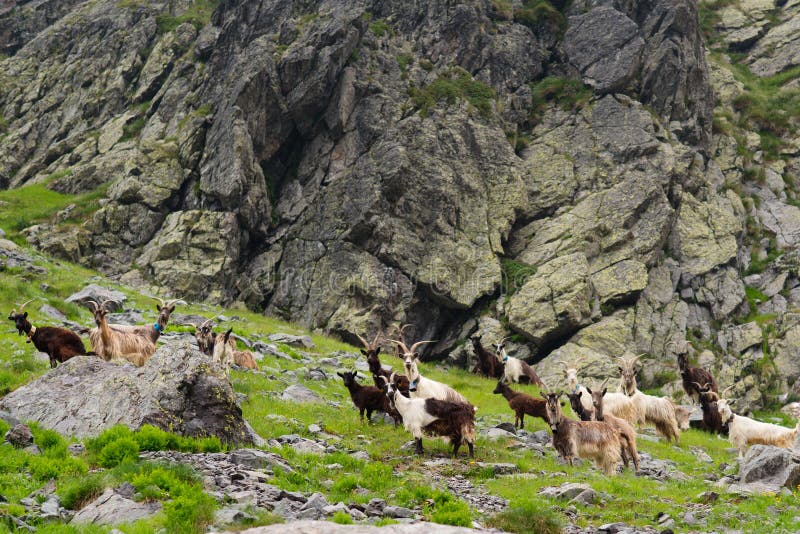 Wilde geiten in de bergen stock afbeelding. Image of park - 62029947