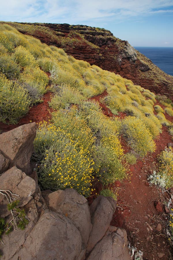 De Wilde Rode En Gele Palulu-bloem Van Installatieheliconia in Tropisch ...