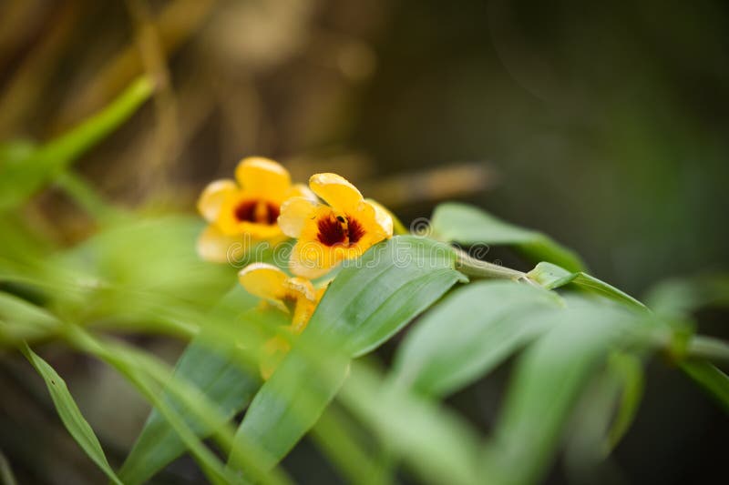 Wilde gele orchidee stock afbeelding. Image of groen - 117054397