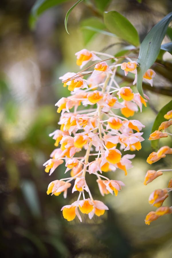 Wilde gele orchidee stock afbeelding. Image of groen - 117488055