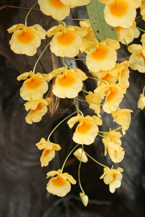 Wilde gele orchideebloemen stock foto. Image of bloem - 42435922