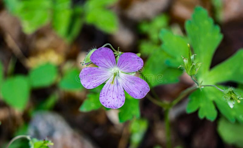 Wilde Geraniums Geranium Maculatum Stock Foto - Image of amerikaans ...