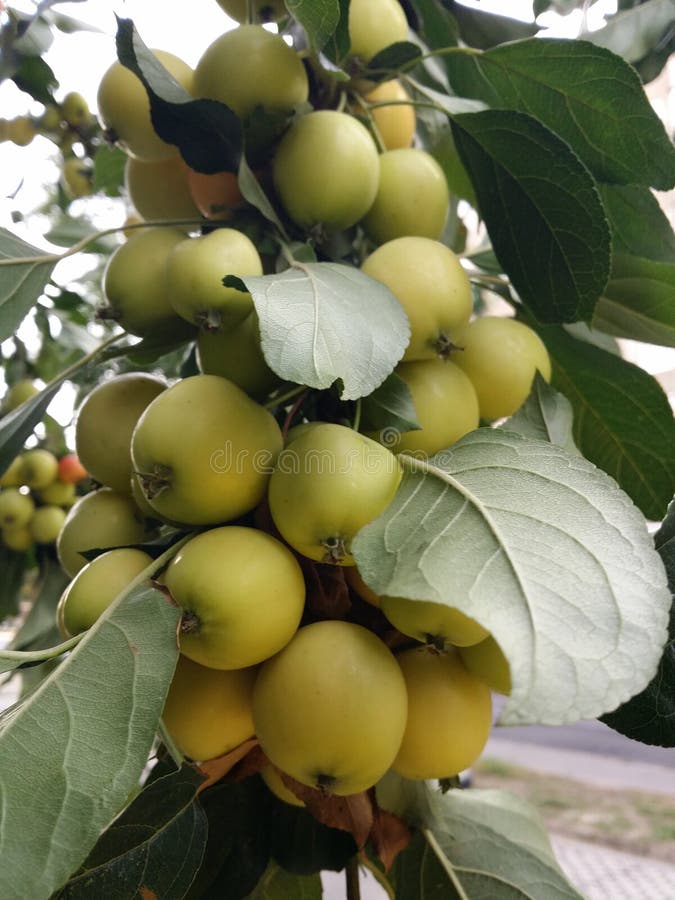 Wilde Grüne Quitte Auf Dem Baum Stockbild - Bild von baum, betrieb ...