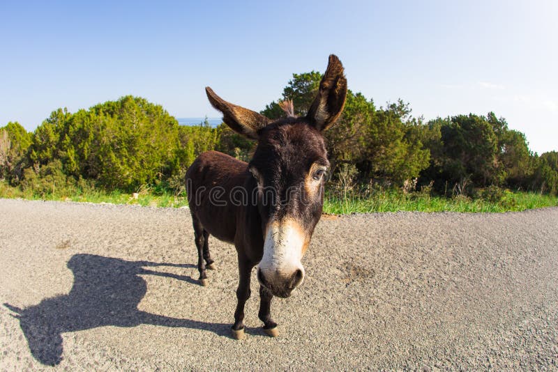 Grappige Ezel Die De Camera Bekijken Stock Afbeelding - Image of ...