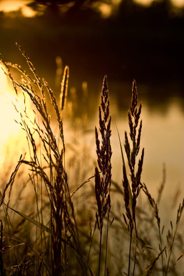 Wilde grassen stock foto. Image of mist, macro, nave, gras - 3922098