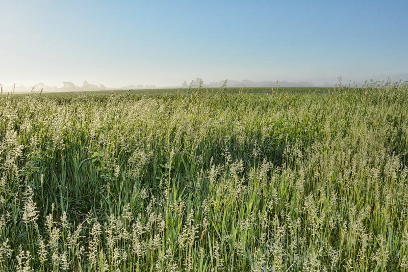 Wilde Grassen 2 stock afbeelding. Afbeelding bestaande uit bomen - 41424477