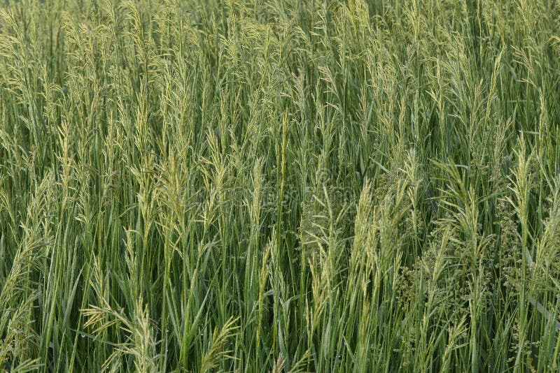 Wilde Grassen stock afbeelding. Image of groen, grassen - 41424725