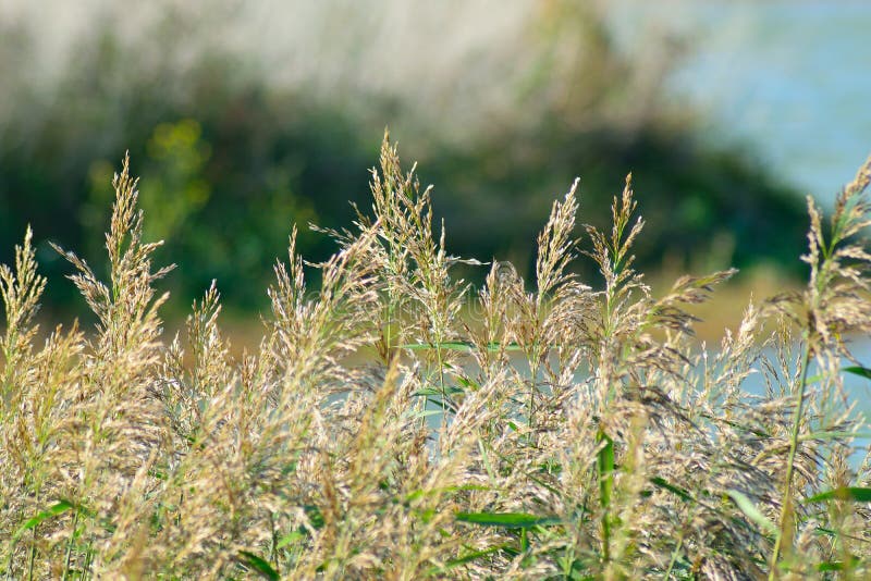 Wilde Grassen Die In De Wind Blazen Stock Afbeelding - Afbeelding ...