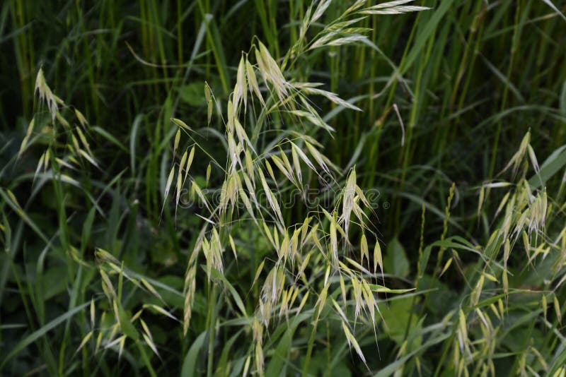 Wilde Hafer stockfoto. Bild von frech, kraut, gräser - 146680718