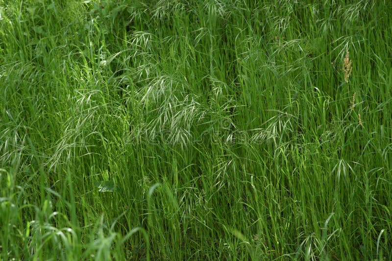 Wilde Hafer stockfoto. Bild von schönheit, kraut, hafer - 146680708