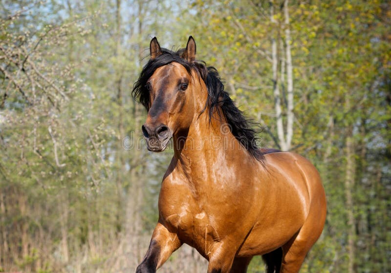 Wilde hengst stock foto. Image of motie, paardekracht - 24680428