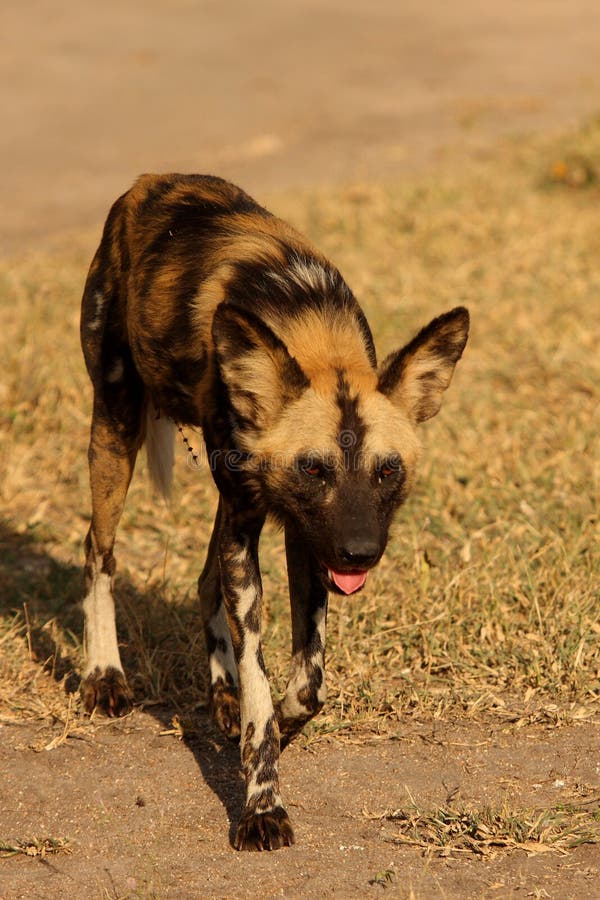 Wilde Honden In Zuid-Afrika Stock Foto - Afbeelding bestaande uit zand ...