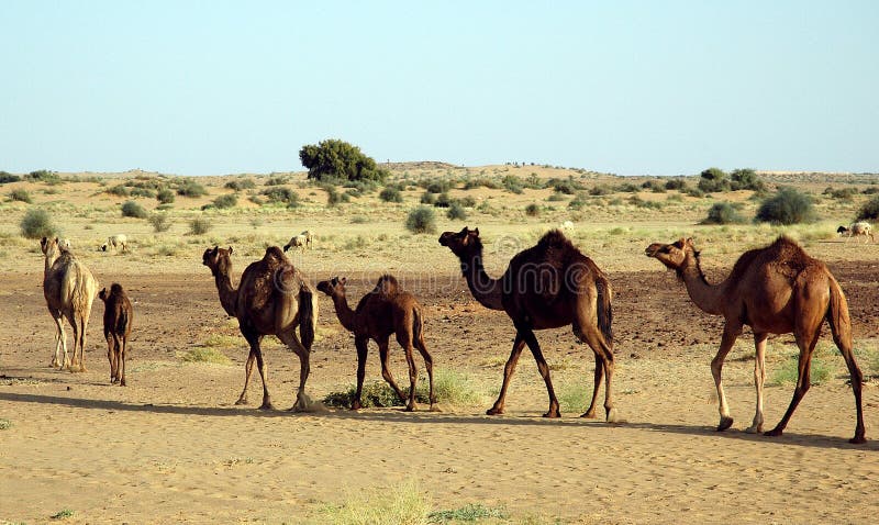 Wilde kameel. stock afbeelding. Image of indië, wild, kameel - 6506027