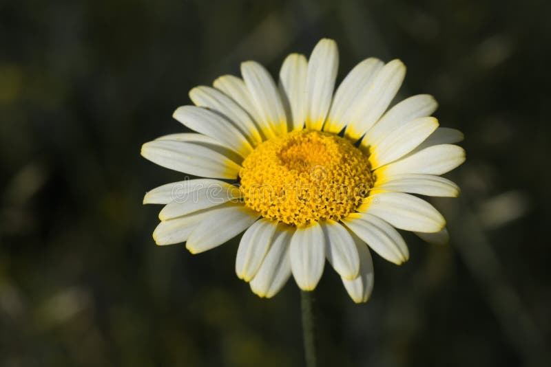 Eine Wilde Kamille Auf Dem Felsen Stockfoto - Bild von gesundheit ...