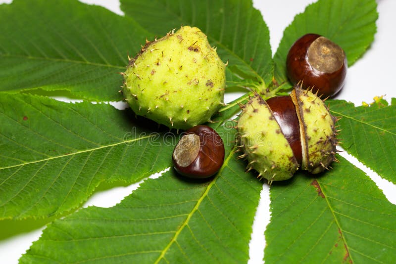 Wilde kastanjes stock foto. Afbeelding bestaande uit sluit - 16121118
