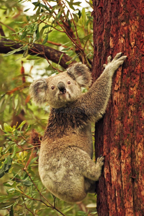 Koala in Eucalyptusboom stock afbeelding. Image of boom - 47123737