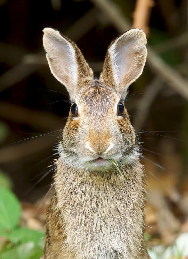 Wild Konijn stock foto. Image of pasen, bont, konijntje - 9082888
