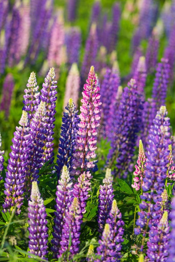 Wilde Lupinen stockfoto. Bild von wildflower, kultiviert - 29388456