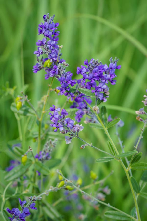 Wilde Luzerne - Psoralidium-tenuiflorum Stockbild - Bild von weide ...