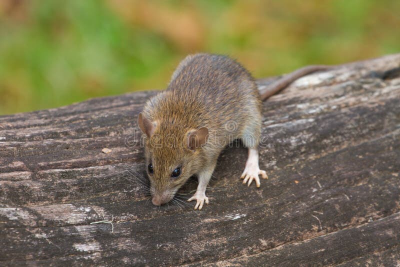 4,437 Maus Im Wald Fotos - Kostenlose und Royalty-Free Stock-Fotos von ...