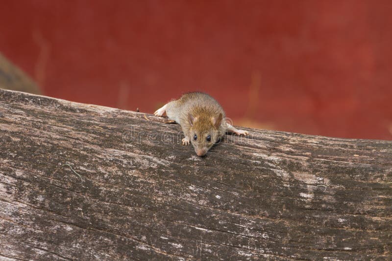 Wilde muis in het bos stock afbeelding. Image of groen - 80620983