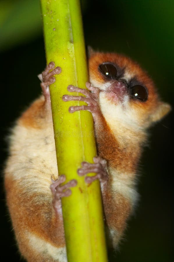 Wilde muis stock afbeelding. Image of zomer, zoet, mooi - 77805793