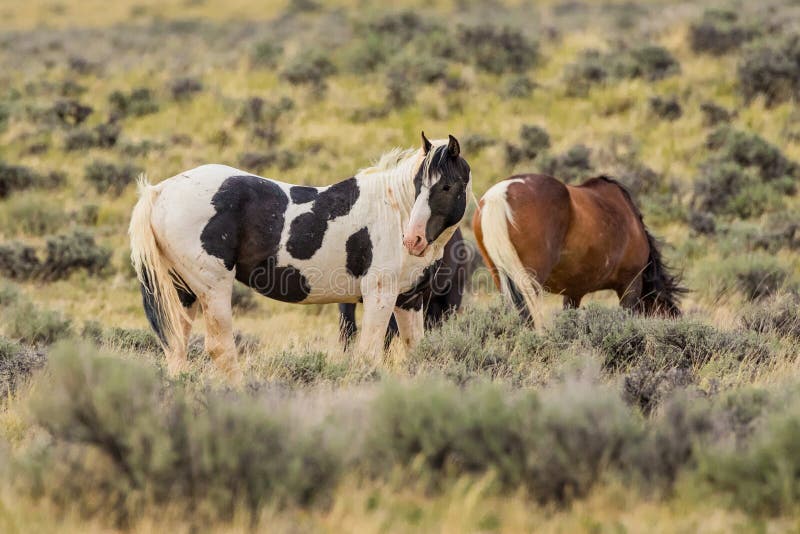 Paare Der Wilden Mustang-Pferde Stockbild - Bild von draussen, wiese ...