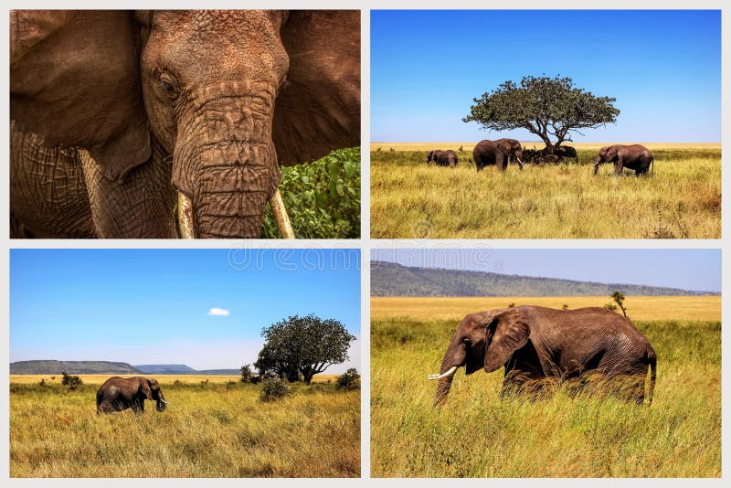 Wilde Olifant in De Afrikaanse Savanne Afrikaanse Collage Stock ...