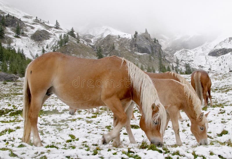 Wilde Pferde in Den Dolomit-Bergen Stockbild - Bild von kalt, island ...