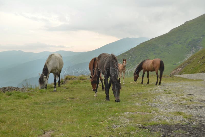 Wilde Pferde Im Hochgebirge Stockfoto - Bild von grün, schauen: 52470722