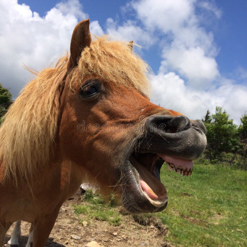 Wilde Ponys Grayson Highlands State Park Virginias Stockfoto - Bild von ...