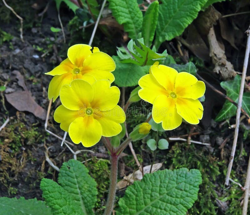 Wilde Primeln stockfoto. Bild von primel, blumen, wald - 23115680