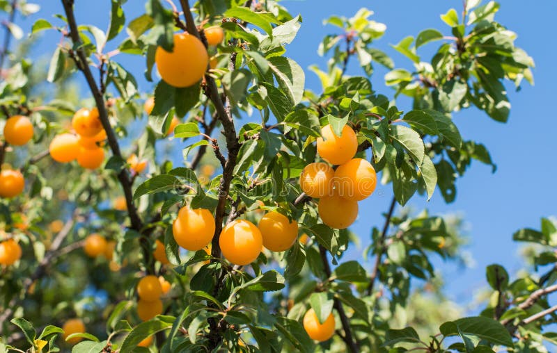 Wilde pruim stock afbeelding. Image of nave, geel, voedsel - 49533941