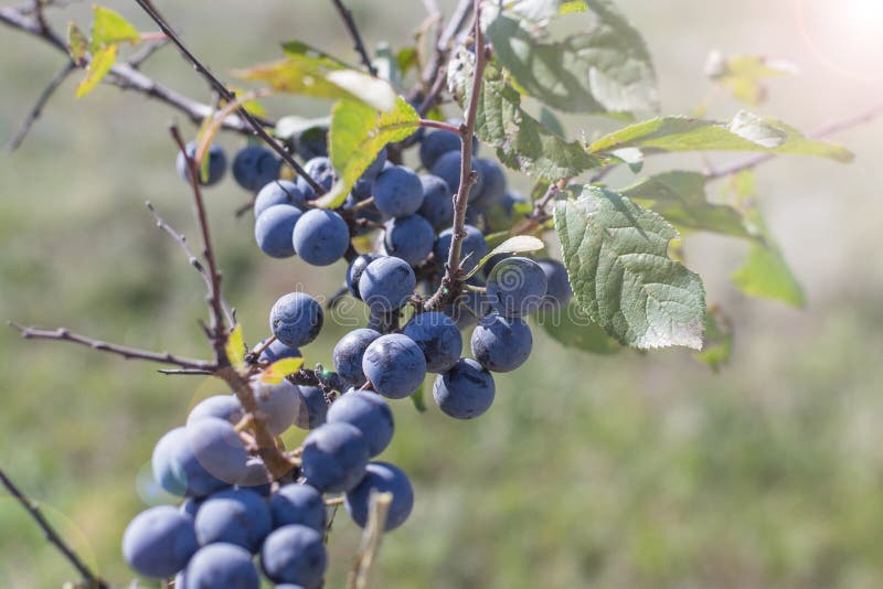 Sleedoorn, wilde pruim stock afbeelding. Afbeelding bestaande uit ...