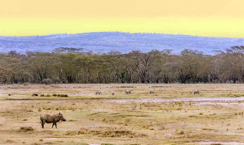 Wilde Raad Op De Afrikaanse Savanne Stock Afbeelding - Image of ...