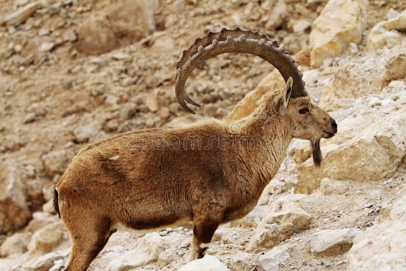 Wilde Ram (numbian Steenbokken) Stock Foto - Image of bedreigd, nubisch ...