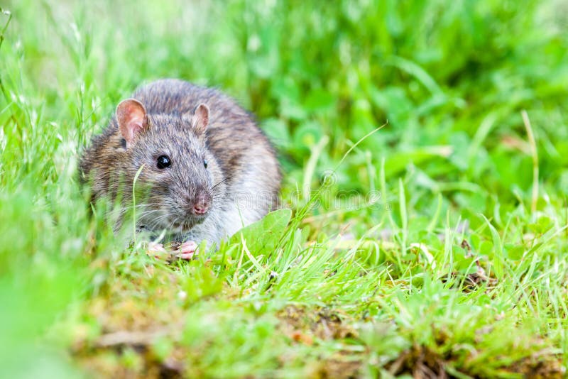 Wilde Ratte stockbild. Bild von recht, nett, ratte, gras - 34281409