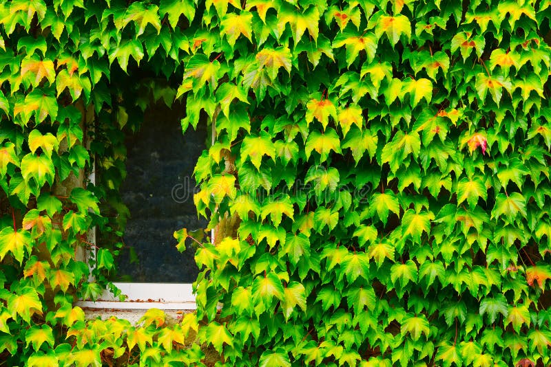 Wilde Rebe stockbild. Bild von weinberg, rebe, verziert - 38812499