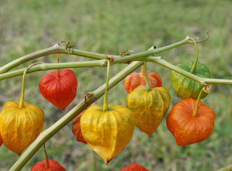 Wilde Rebe im Herbst stockfoto. Bild von gelb, suppertime - 22618100