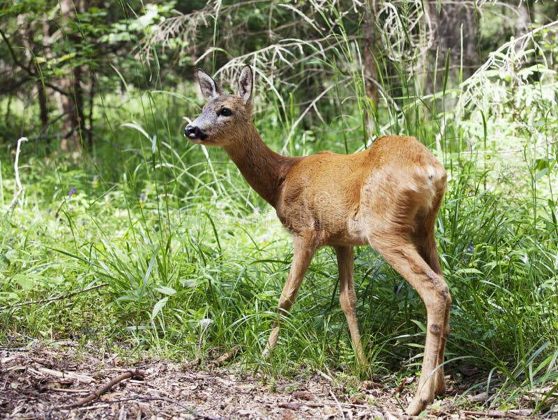 Wilde reeën in het bos stock afbeelding. Image of rustig - 74094193