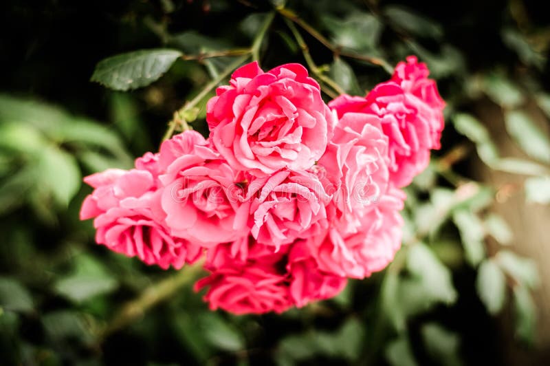 Wilde Rode Rozen Met Zachte Nadrukachtergrond Stock Afbeelding ...